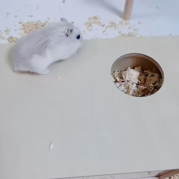 Hamster Wooden Acrylic Exploration Digging Box Hideout Room | Lazada