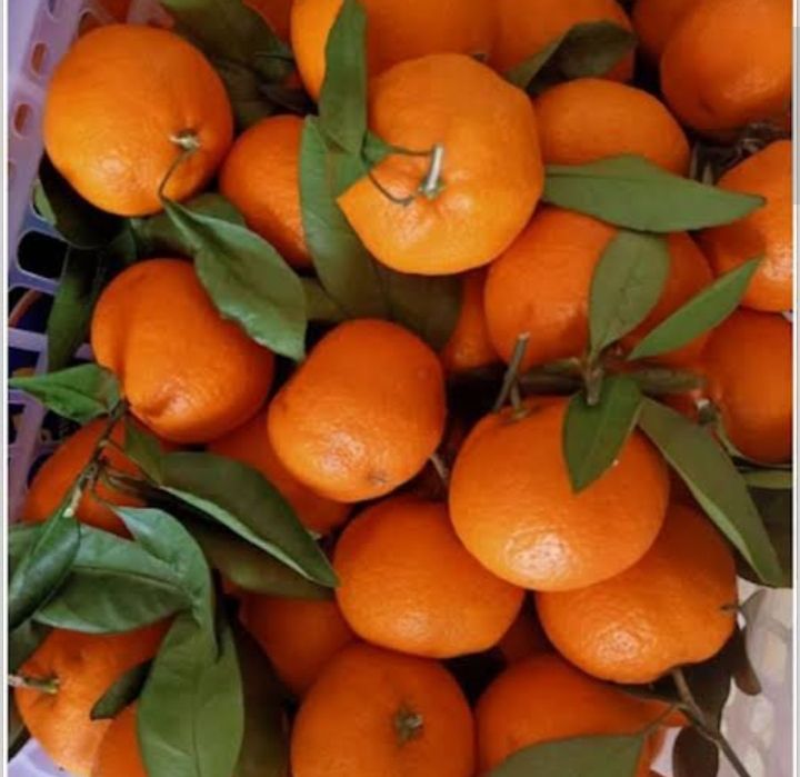 Buah jeruk santang madu fresh 1 kg manis segar | Lazada Indonesia
