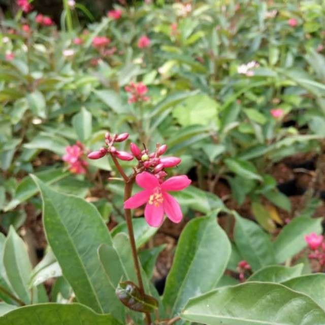 Bunga Batavia Tanaman Hias Bunga Batavia Bunga Vegetasi Lebah