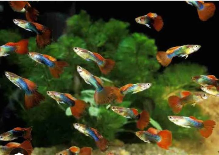 guppy chops & fish food | Lazada PH