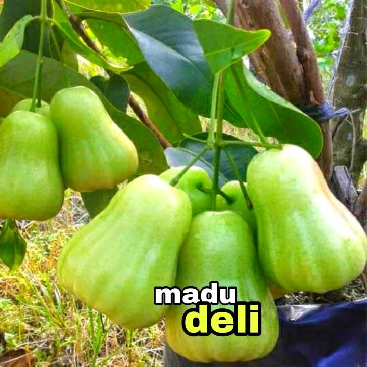 jambu air madu deli // jambu madu deli okulasi | Lazada Indonesia