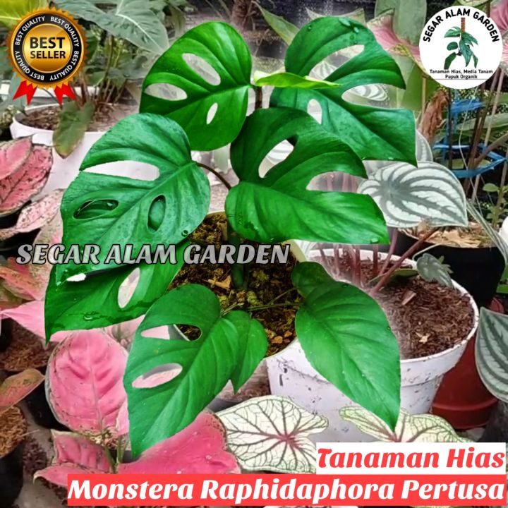 PROMO...!!! Tanaman Hias Monstera Raphidaphora Pertusa | Lazada Indonesia