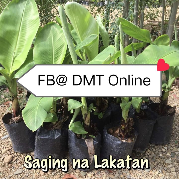 DMT212 Banana Saging Lakatan dwarf Grafted Marcot Plant Seeds Bulb ...