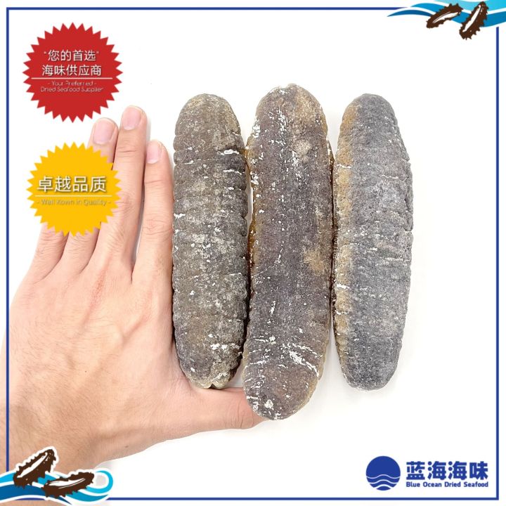 沙巴野生光秃参 │ Sabah Wild Sea Cucumber | Lazada