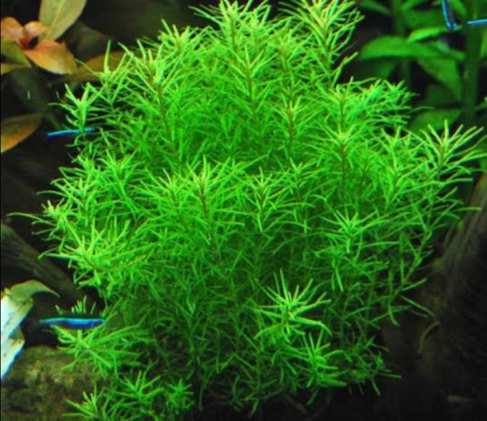 Rotala green tanaman air aquascape | Lazada Indonesia