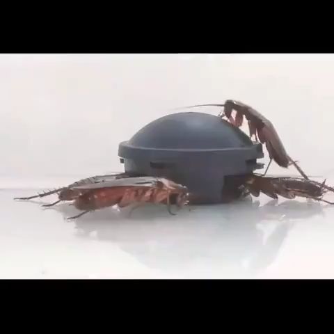 1Box Long acting cockroach bait Roach killer Anti-touch cockroach ...