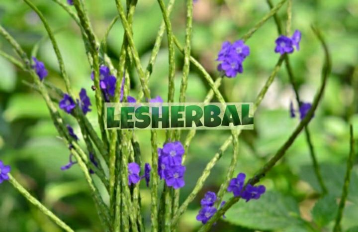 bunga pecut kuda atau bunga jarong suplemen kesehatan segar 500gram ...