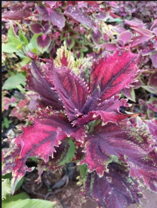 MAYANA Coleus Red flame Rare plant with FREE fertilizer and free ...
