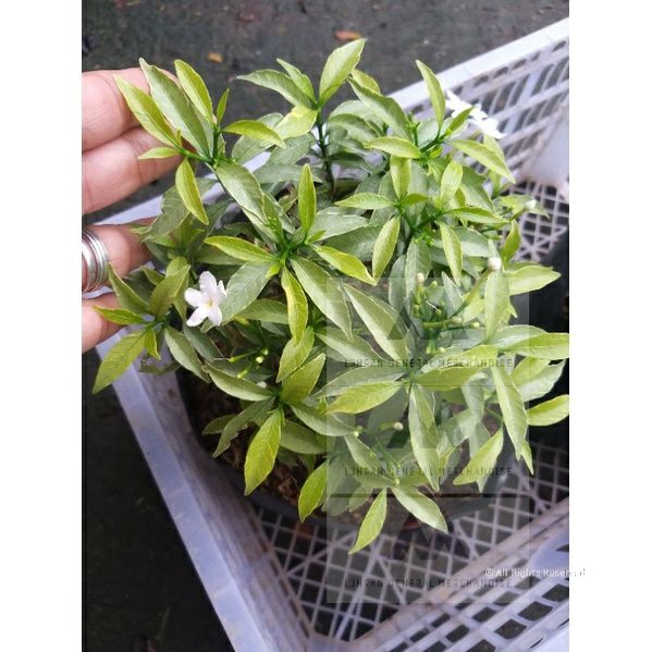 Dwarf Pandakaki live plant seedlings Green/Silver variation | Lazada PH