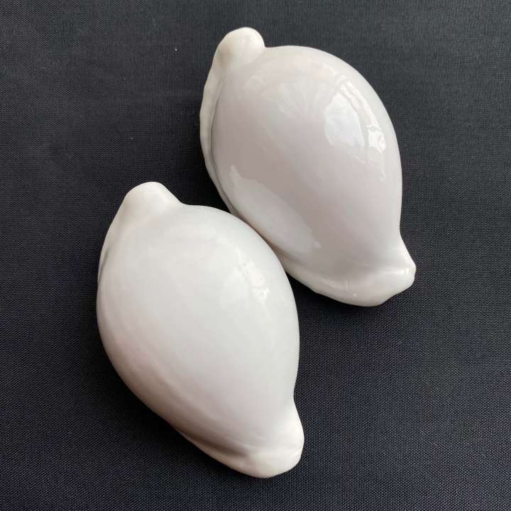 เปลือกหอยสวยๆ เปลือกหอยสังข์กระต่ายสีขาว White rabbit conch shell ...
