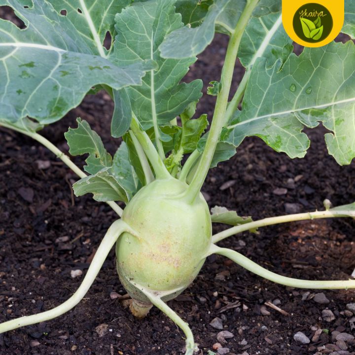 10 seeds for planting binhi pantanim kohl rabi vegetable | Lazada PH