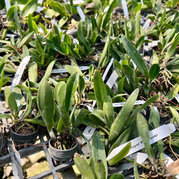 GBO Katrina: Cattleya | Seedling | Orchids | Lazada PH