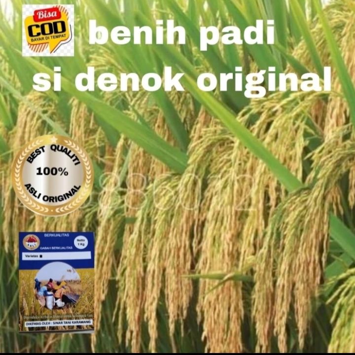 BENIH PADI SI DENOK ORIGINAL KEMASAN 1KG | Lazada Indonesia