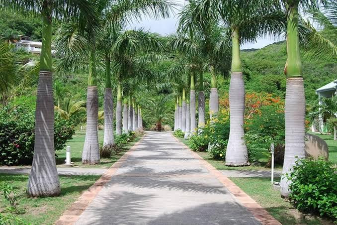 Royal Palm Tallest Palm Varigy Foxtail Palm Hawaian Palm LiveLive Not ...