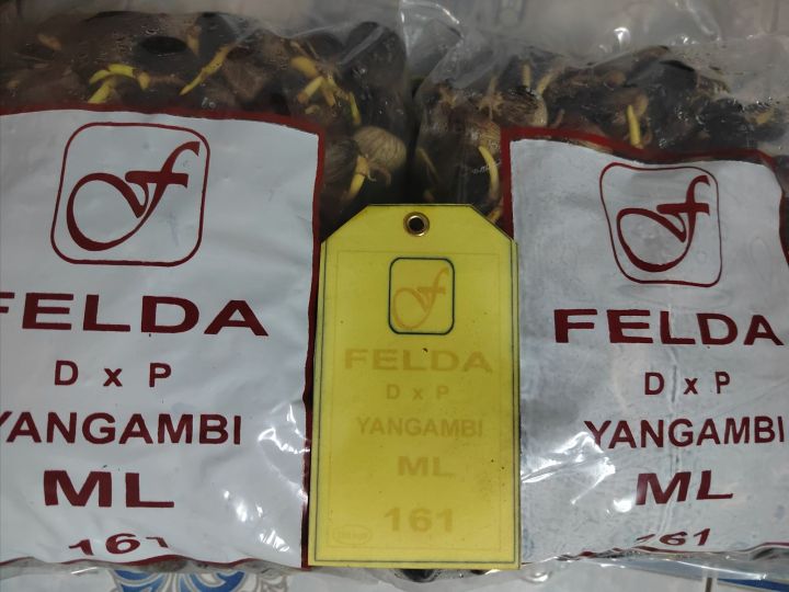 benih sawit yangambi ML161 (250 biji) ready stock | Lazada