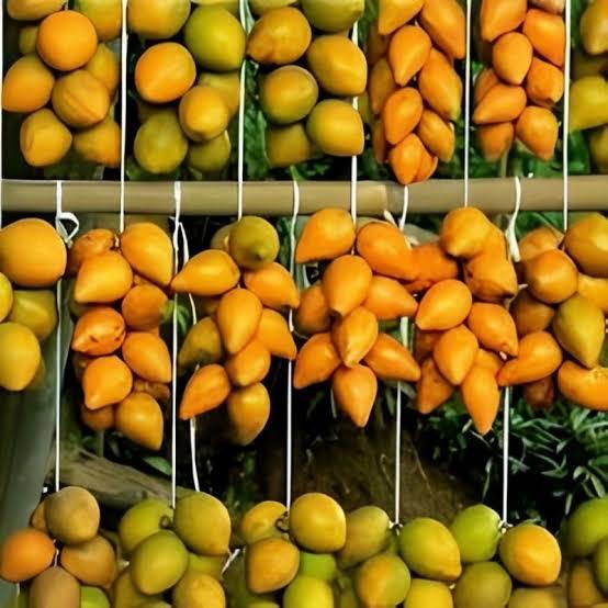 Buah sawo mentega atau sawo Belanda alkesa 1 kg | Lazada Indonesia