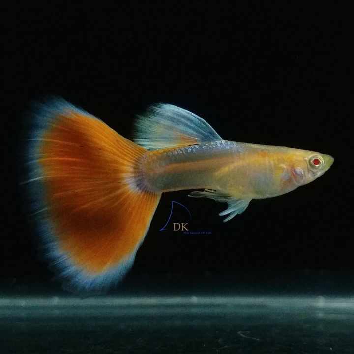 Albino Red Topaz guppy fish pure strain Line Taiwan, ships in a ...