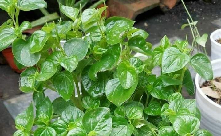Peperomia pellucida, daun dan batang pokok sirih cina | Lazada