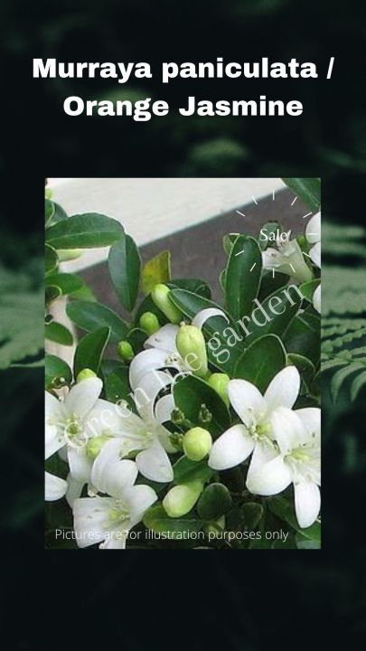Murraya paniculata /Orange Jasmine /Pokok Kemuning/Pokok Sedap Malam ...