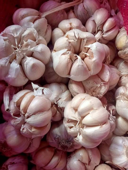 🧄พร้อมส่ง🧄 กระเทียมจีน เบอร์กลาง 4.5 cm. น้ำหนัก 500g, 1,000g | Lazada.co.th