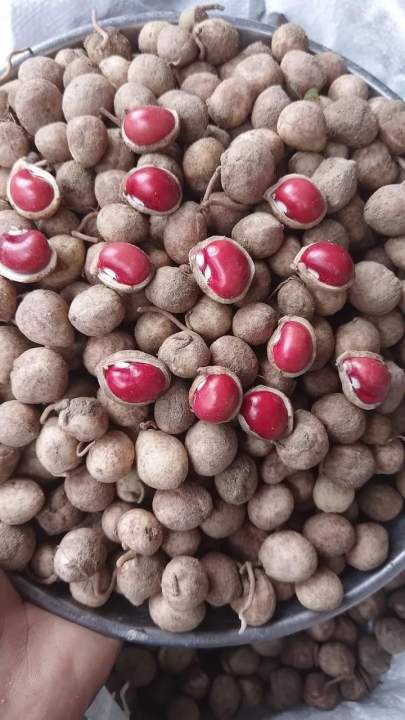 KACANG POI 1KG / KACANG POOL VIRAL | Lazada