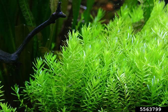 Rotala sp green tanaman aquascape | Lazada Indonesia