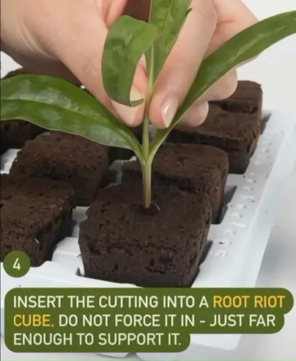 Growth Technology Root Riot Propagation Cube (50 cubes) (Plant cubes ...