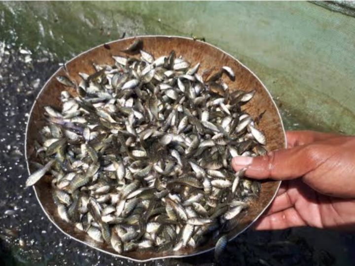 bibitan nila hitam isi 100 | Lazada Indonesia