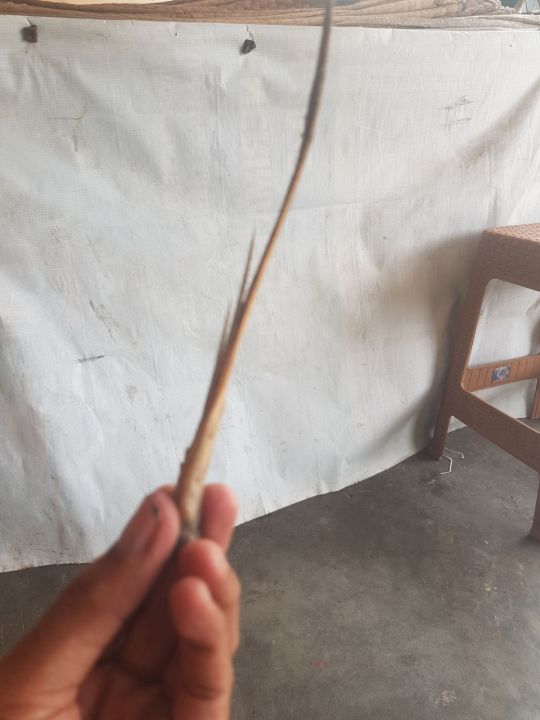 ekor ikan pari asli ada taji isi 2 panjng 6 dan 7 | Lazada Indonesia