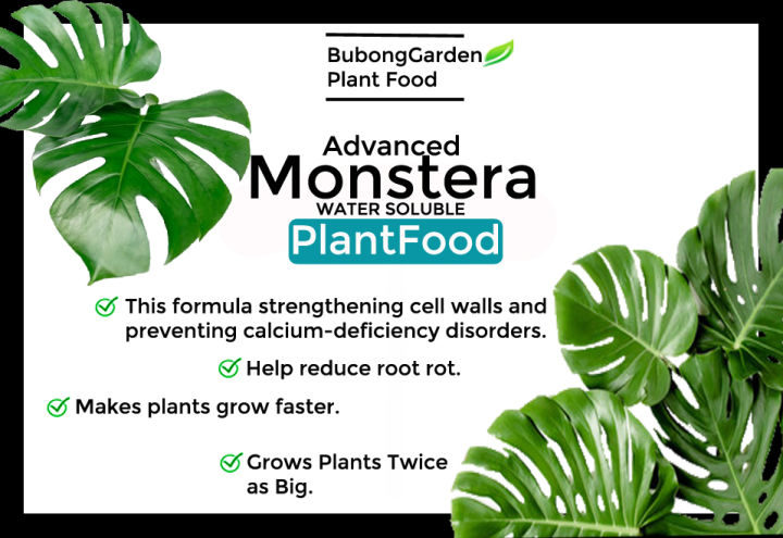 Monstera Plant food | Lazada PH