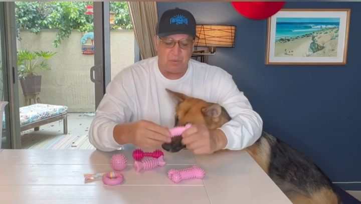 CHONG CHONG Dog chew toys Resistant to Bite Bone Molar Thorn puppy bite ...