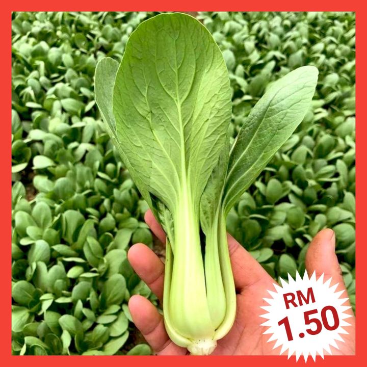 L39 Benih Shanghai Choi Sum （300+/-⬆）/ Suzhou Choi Sum Seeds / 上海青种子 / 菜心 | Lazada