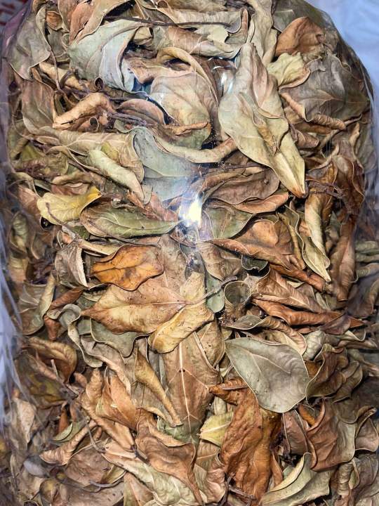 Daun Mas Cotek 100% Asli | Lazada