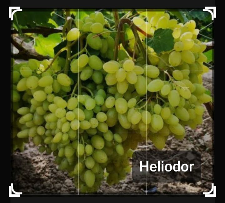 bibit anggur heliodor jenis import tandan jumbo | Lazada Indonesia