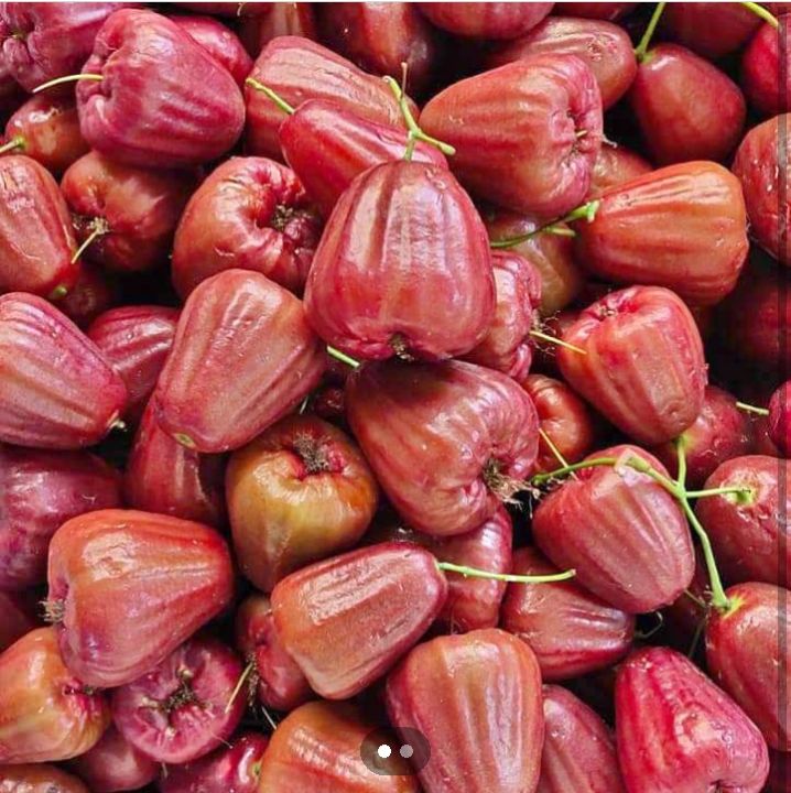 JAMBU AIR DALHARI SEGAR DAN MANIS ISI 1KG | Lazada Indonesia