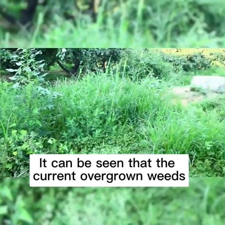 Red Magic Weed Killer remove grass in 7 days👍 Red magic weed killer ...