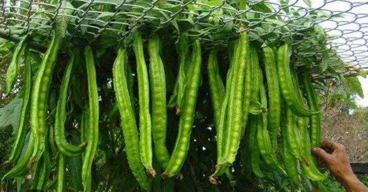 Hybrid Long Sigarilyas/Winged bean Seeds for planting/Certified Seeds ...