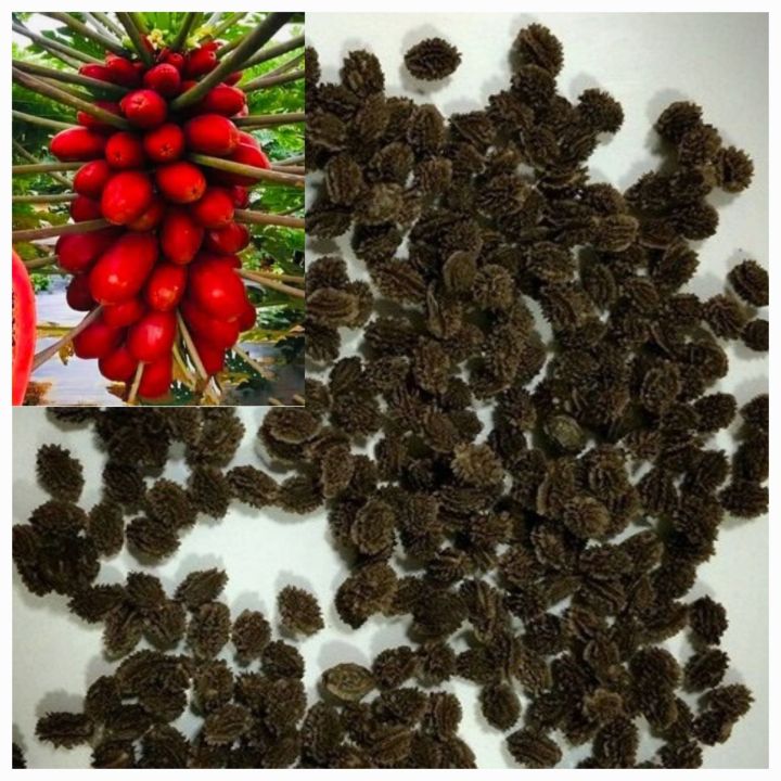 เมล็ดพันธุ์ มะละกอ ใต้หวัน ( Rad Ruby ) 2แถม1 | Lazada.co.th