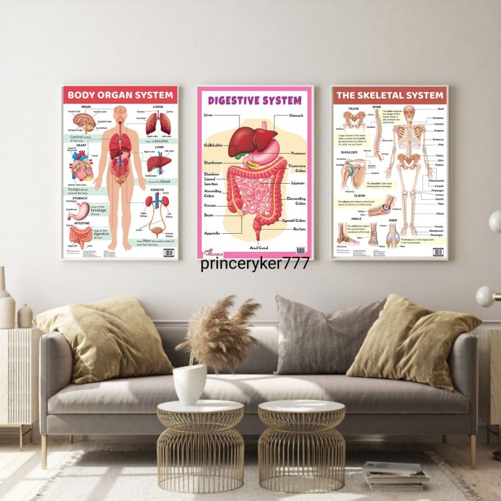 ALL ABOUT SCIENCE | A4 Size Laminated Poster Charts | Body Organ System ...