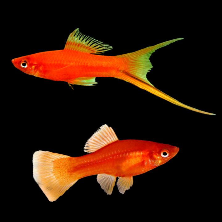 (4/7/10 pcs) High Grade Red Lyretail Swordtail *Male & Female. | Lazada