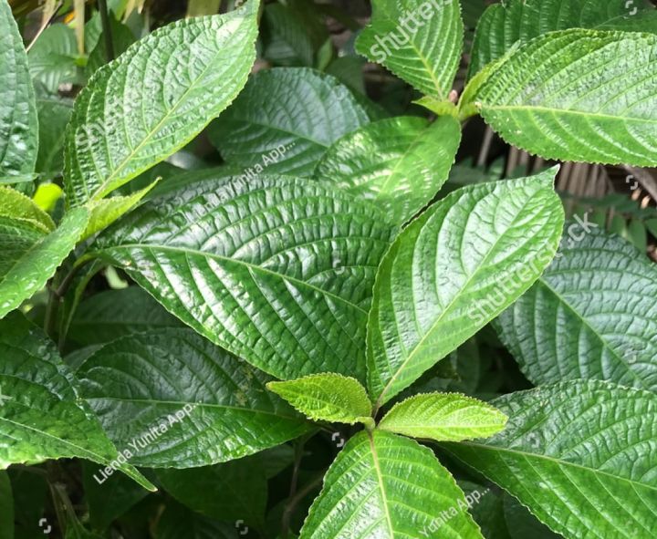 Daun keji beling atau pecah beling fresh 500 gram | Lazada Indonesia