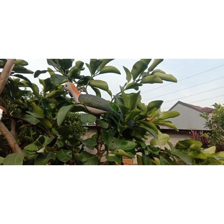 jontrot burung peregam | Lazada Indonesia