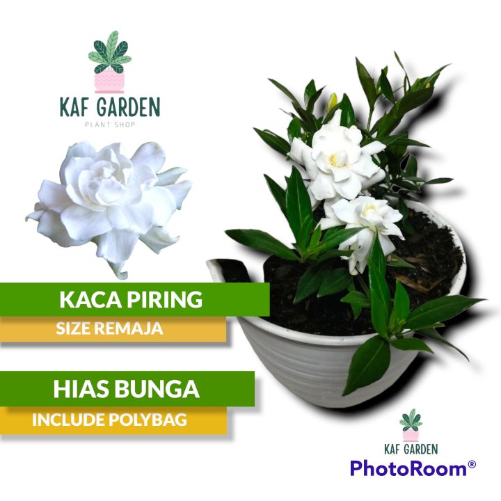 Bunga Kaca Piring Tanaman Hias Bunga Kaca Piring Wangi Semerbak ...