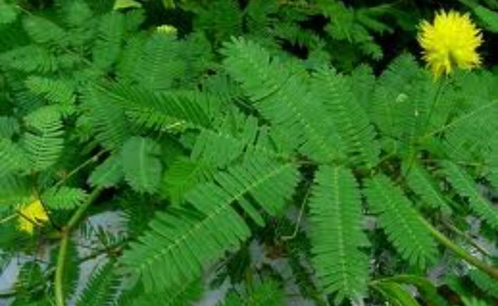 pokok kemam air | Lazada