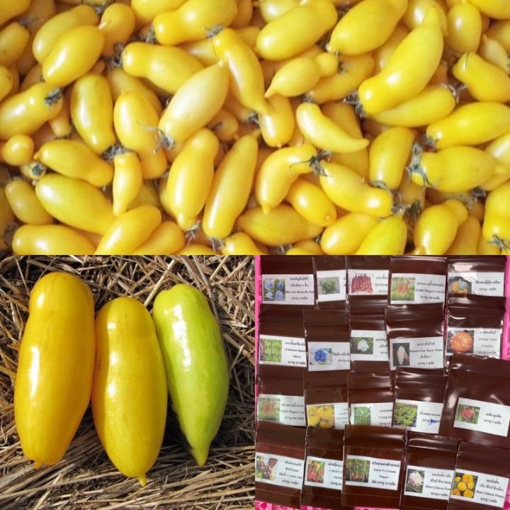 เมล็ด มะเขือเทศกล้วย (Yellow Banana Lag Tomato Seed) บรรจุ 5 เมล็ด ...