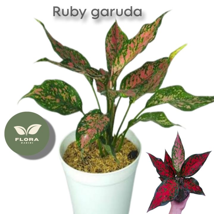 Promo Aglonema Ruby garuda ( Tanaman hias hidup Ruby garuda berdaun ...