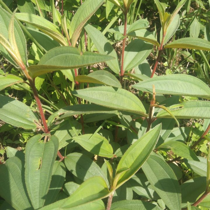 Daun Senduduk Daun Harendong Bokor Segar Fress Daun Senggani Herbal ...