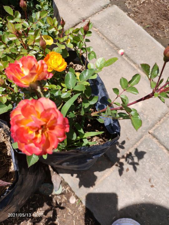 Magic Rose Plant (Limited stock) | Lazada PH