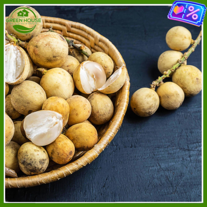 Green House® - Lanzones Seeds for planting Fruit Plants (6 Seed) incl ...