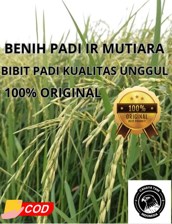 ( 5KG ) BENIH PADI IR MUTIARA, KUALITAS SUPER 100% ORIGINAL | Lazada ...